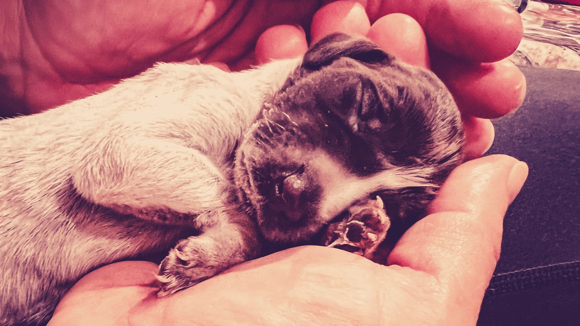 Podcast | Honest Dog Breeder