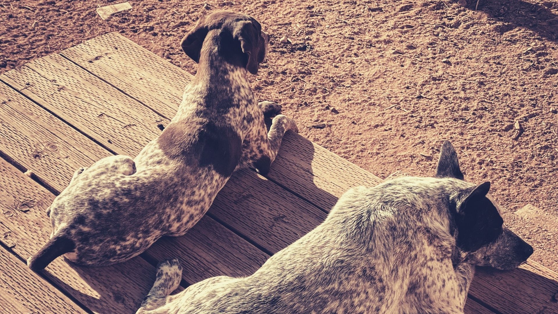 Podcast | Honest Dog Breeder