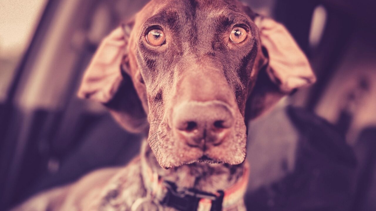 Honest Dog Breeder | Build a Breeding Business You Love