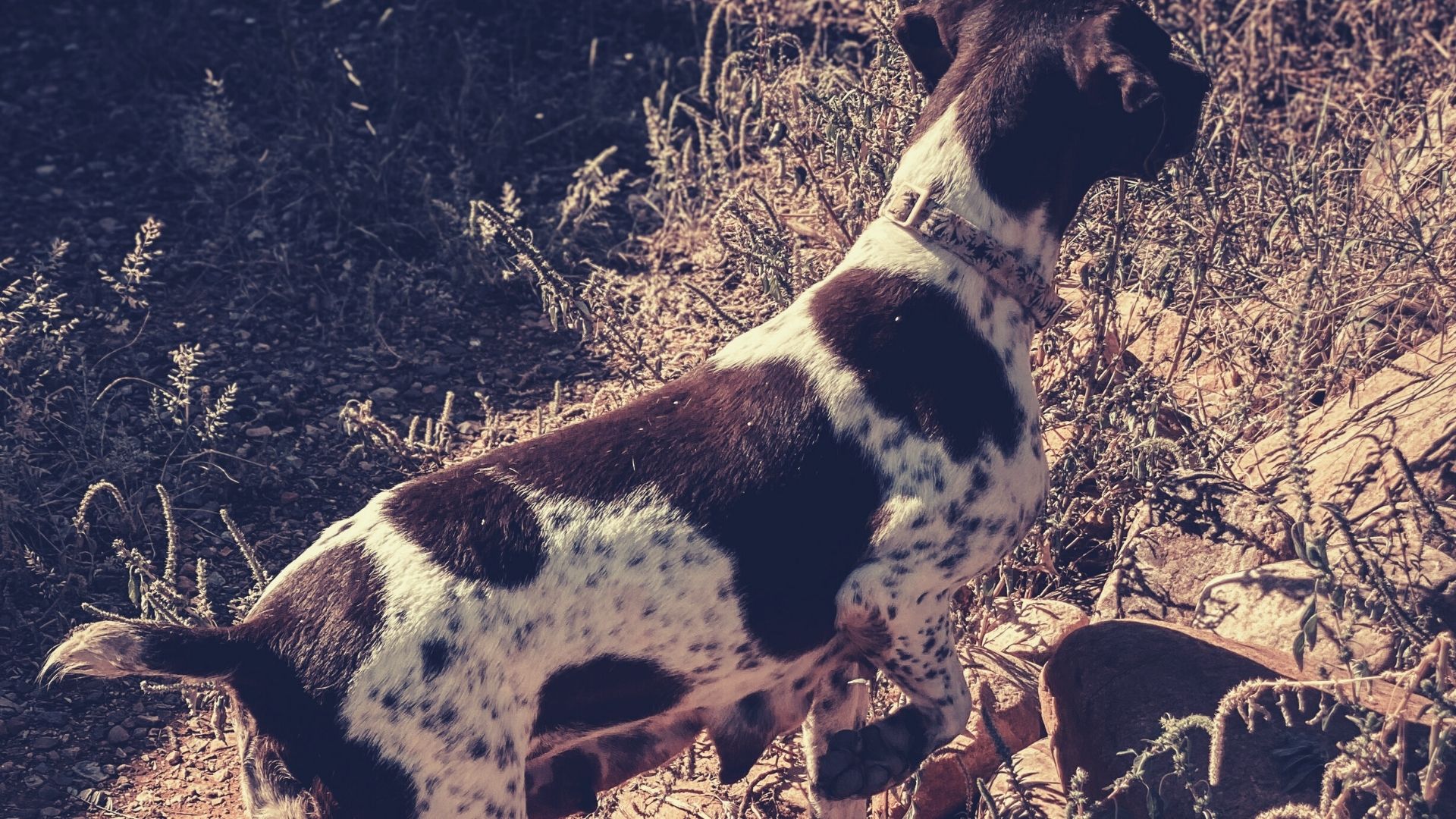 Podcast | Honest Dog Breeder