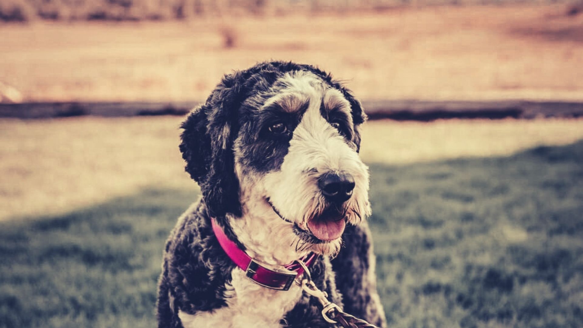 Podcast | Honest Dog Breeder