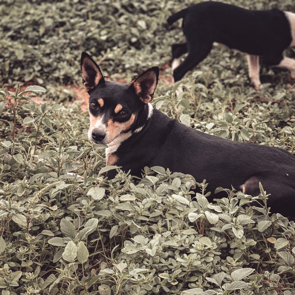 Website Build | Honest Dog Breeder