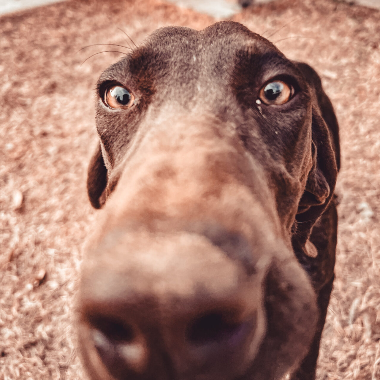 Breeder Copy Hub | Honest Dog Breeder