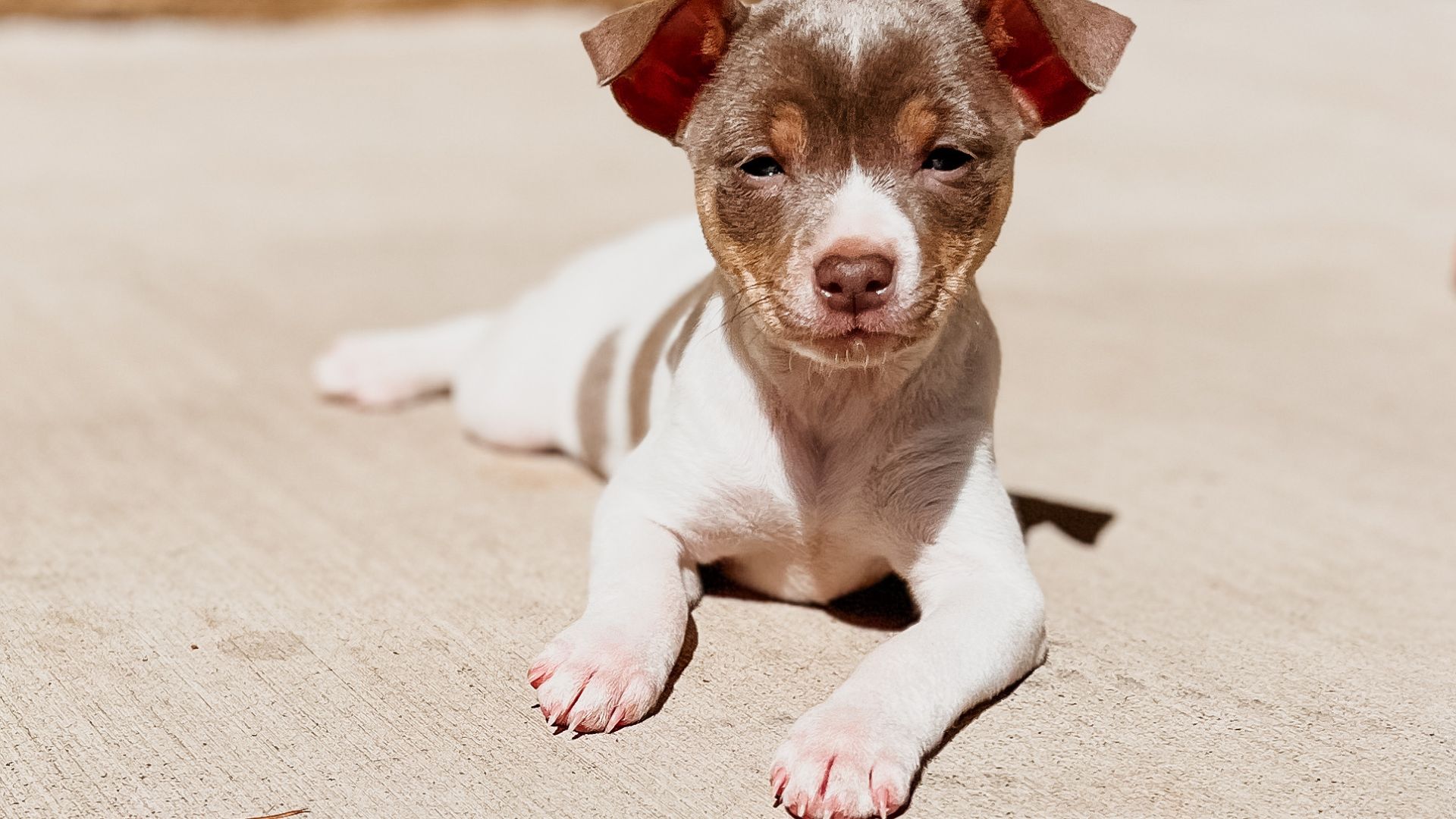 How to Start a Dog Breeding Business | Honest Dog Breeder