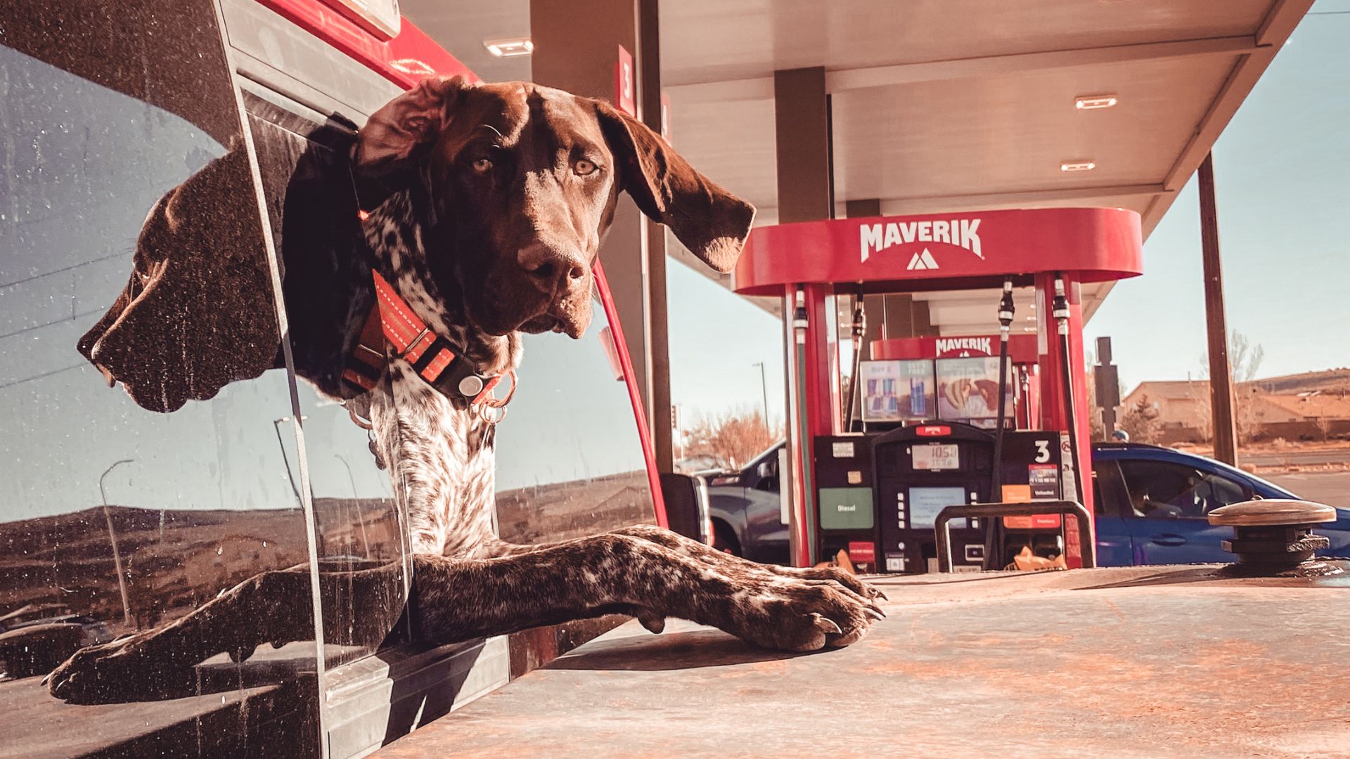 Podcast | Honest Dog Breeder