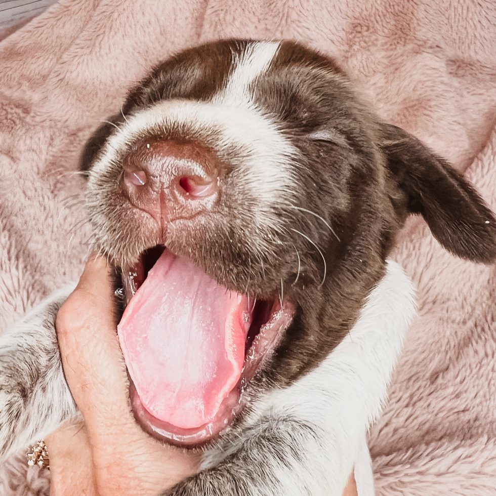 About | Honest Dog Breeder