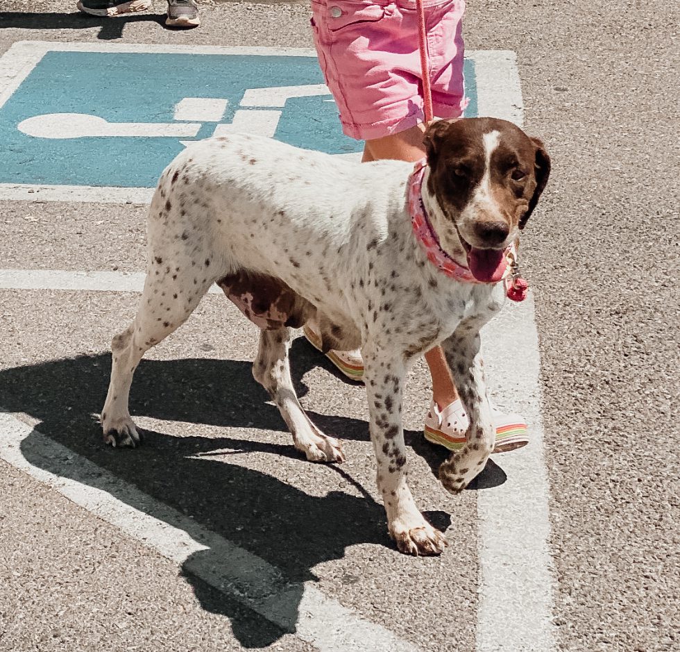 About | Honest Dog Breeder